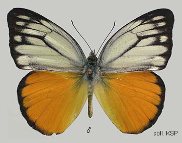 Papua Insects Foundation (Lepidoptera/Pieridae/Pierinae(Cepora aspasia)